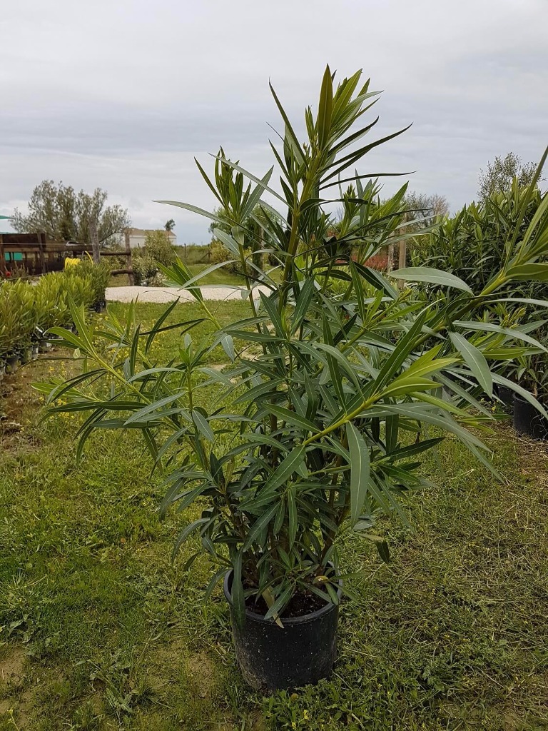 Plantes haie - pepiniere-laroubine.fr
