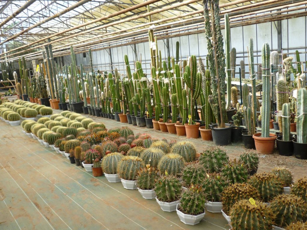 Cactus - pepiniere-laroubine.fr